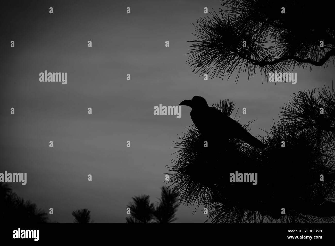 Black crow wild bird living hi-res stock photography and images - Alamy