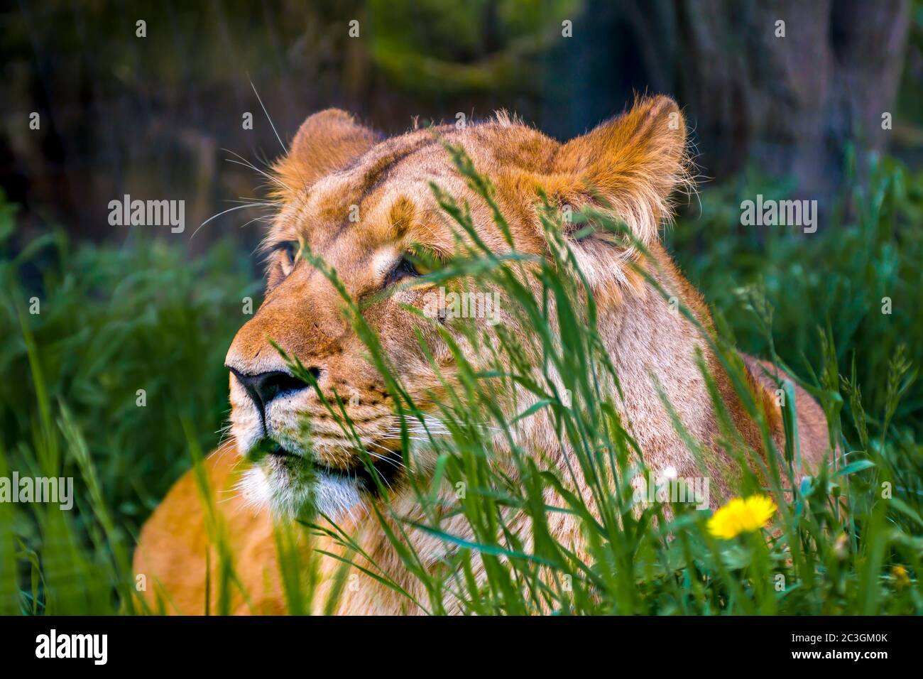Chilling in the wilderness hi-res stock photography and images - Alamy