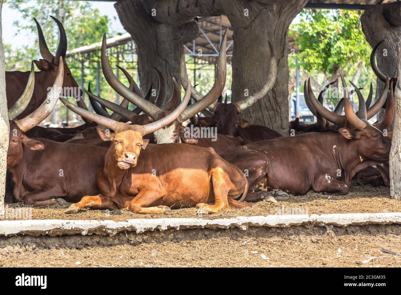 Animals in Safari World Zoo in Bangkok in a summer day Stock Photo - Alamy
