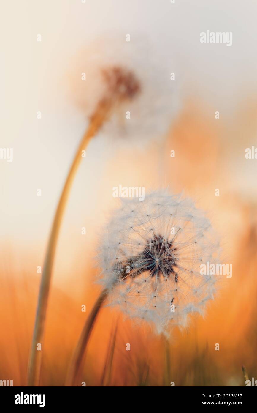 spring flower dandelion Stock Photo - Alamy