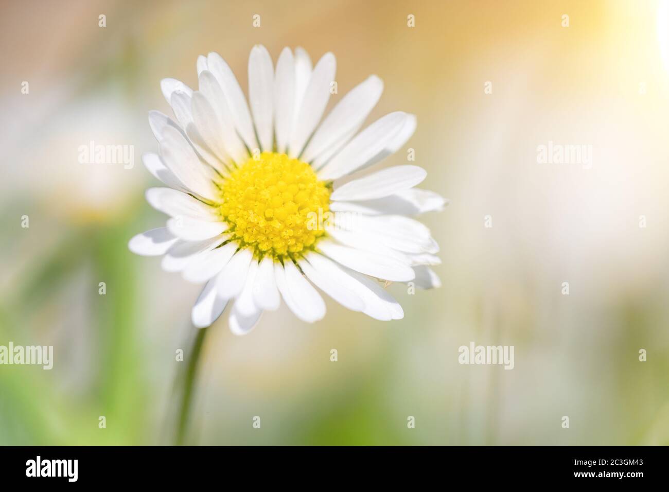 small daisy flower in spring garden Stock Photo - Alamy