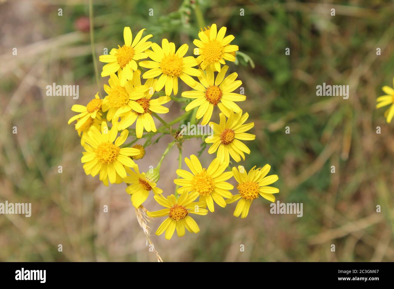 Yellow Euryops Pectinatus flowers in the garden Stock Photo - Alamy