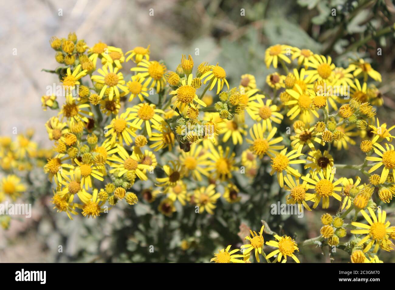 Yellow Euryops Pectinatus flowers in the garden Stock Photo - Alamy