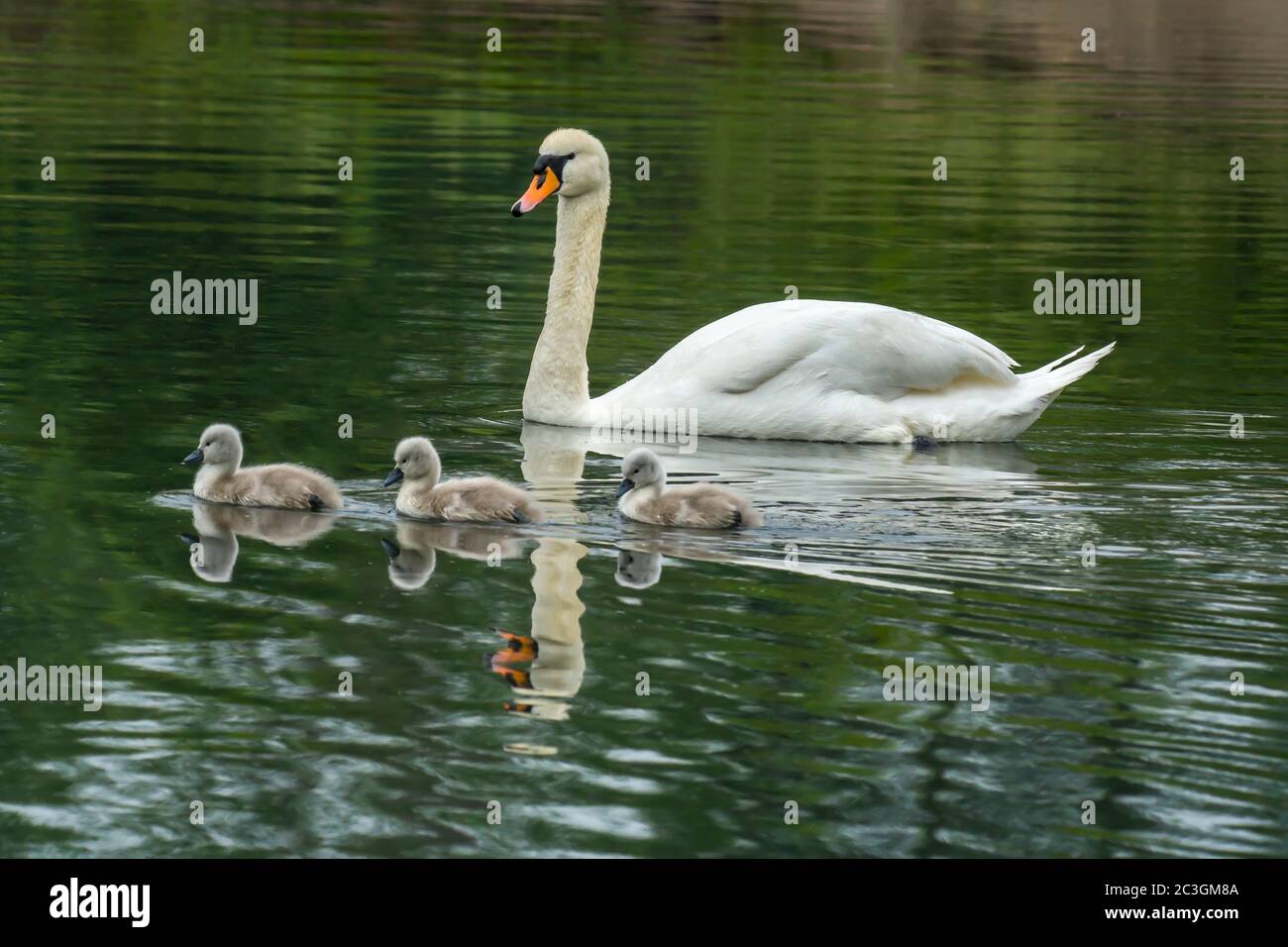 Family at nature reserve hi-res stock photography and images - Alamy