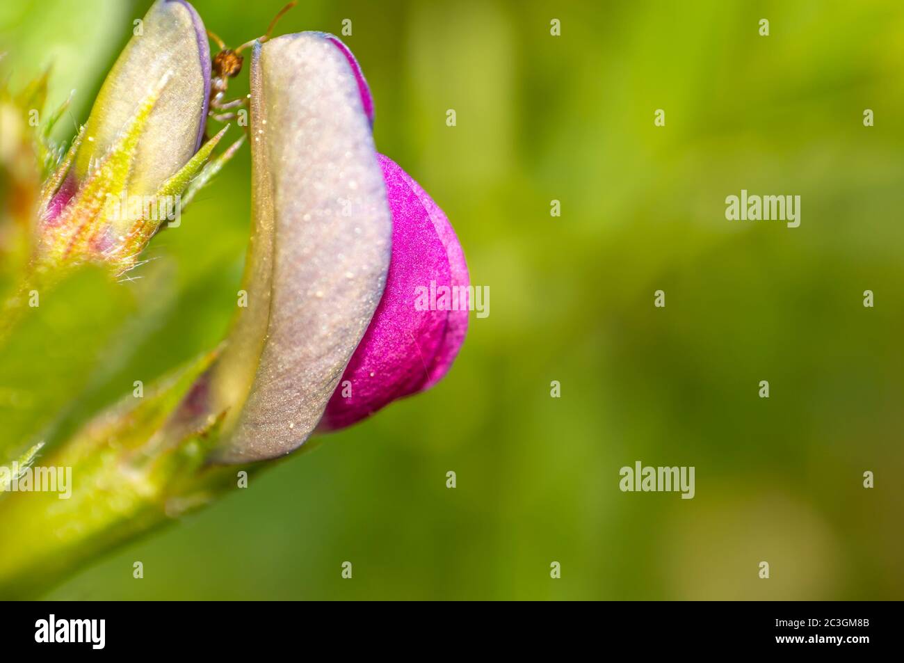 Virgin tree white flowers hi-res stock photography and images - Alamy