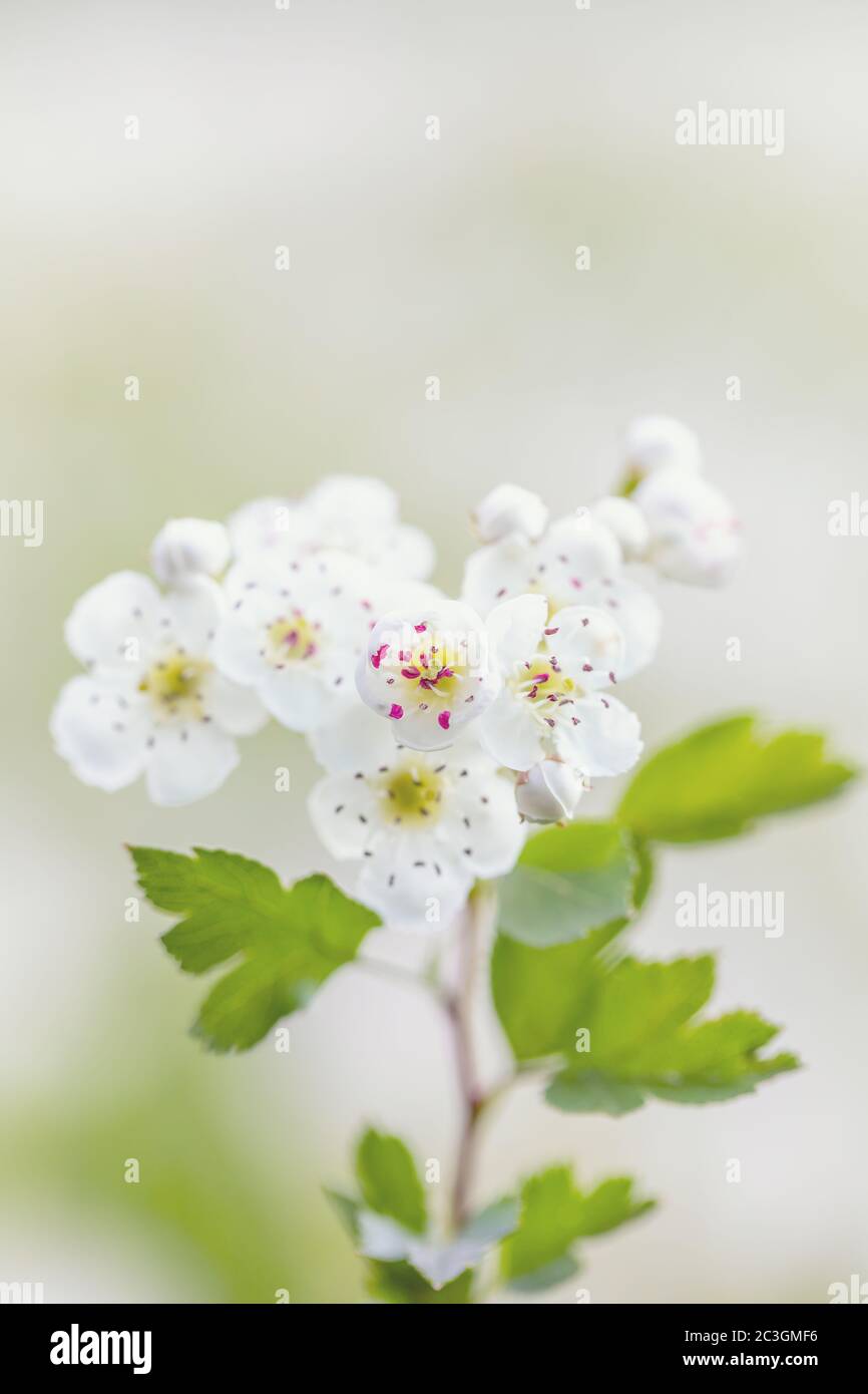 Midland hawthorn white flowering tree Stock Photo - Alamy