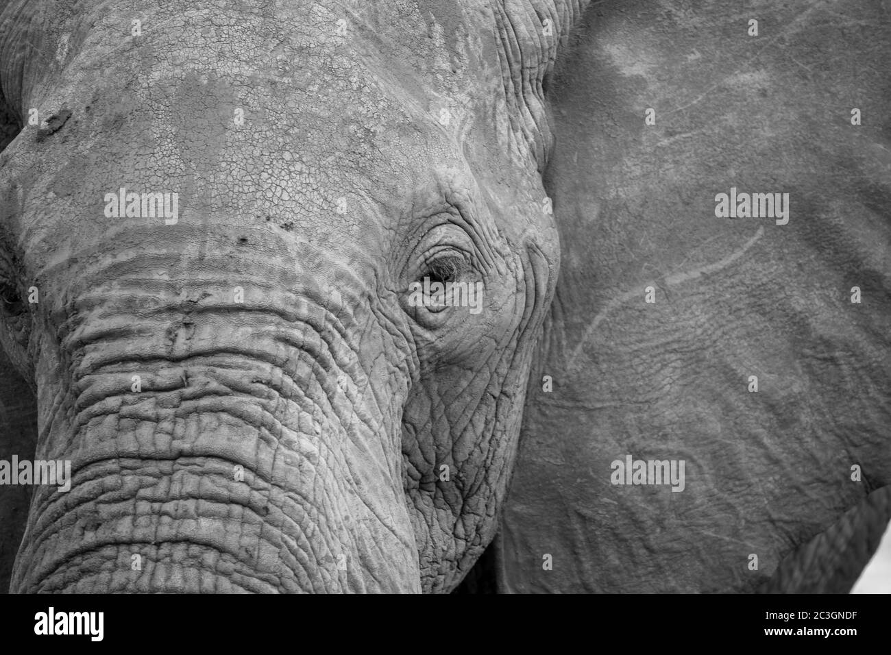 The face of one big red elephant Stock Photo - Alamy