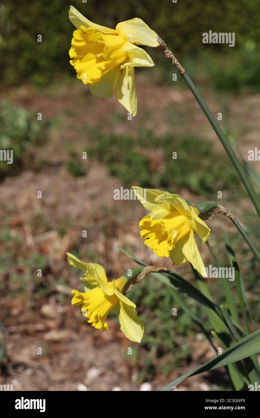 Closeup shot of beautiful narcissus flower Stock Photo - Alamy