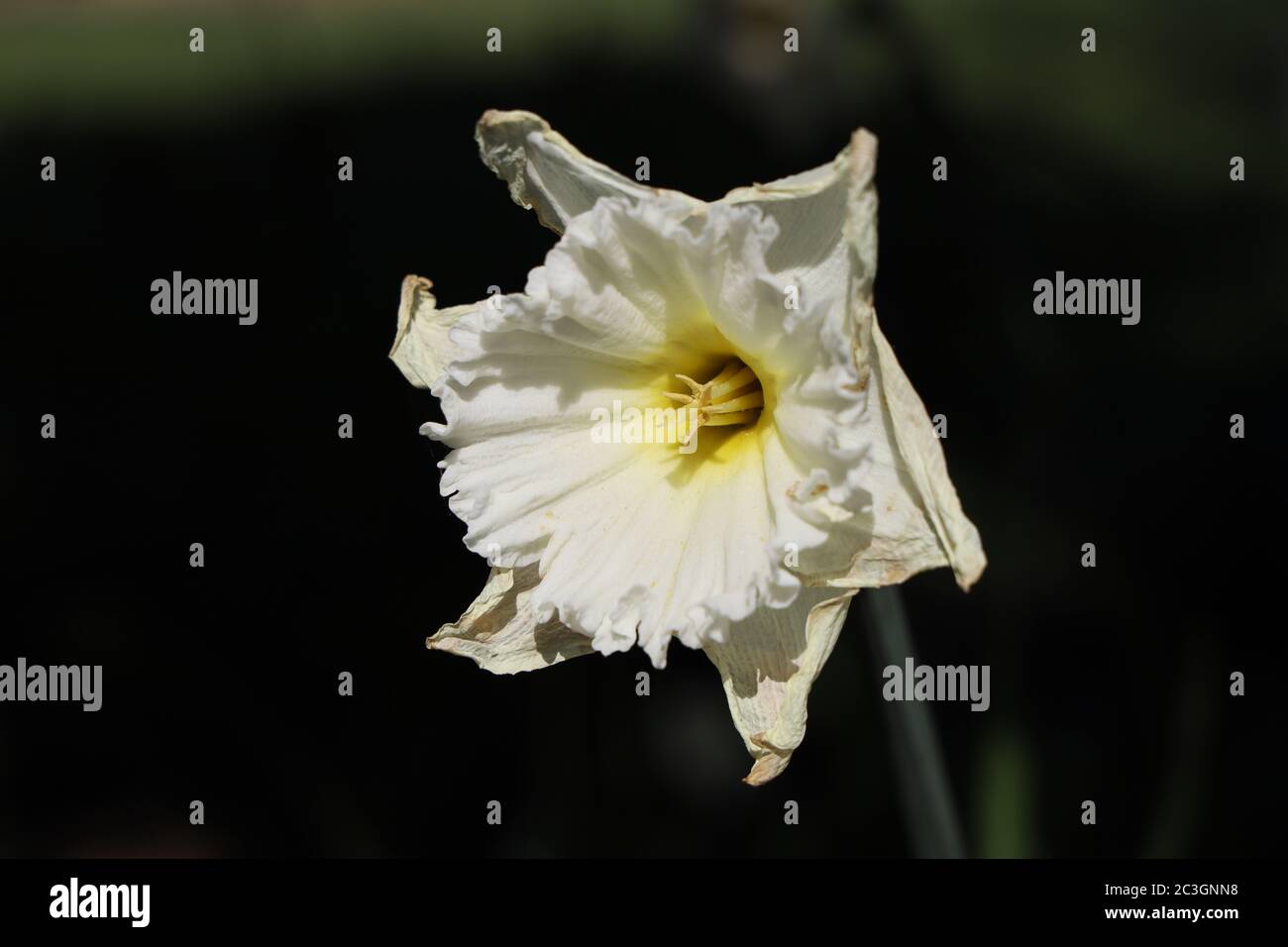 Closeup shot of beautiful narcissus flower Stock Photo - Alamy