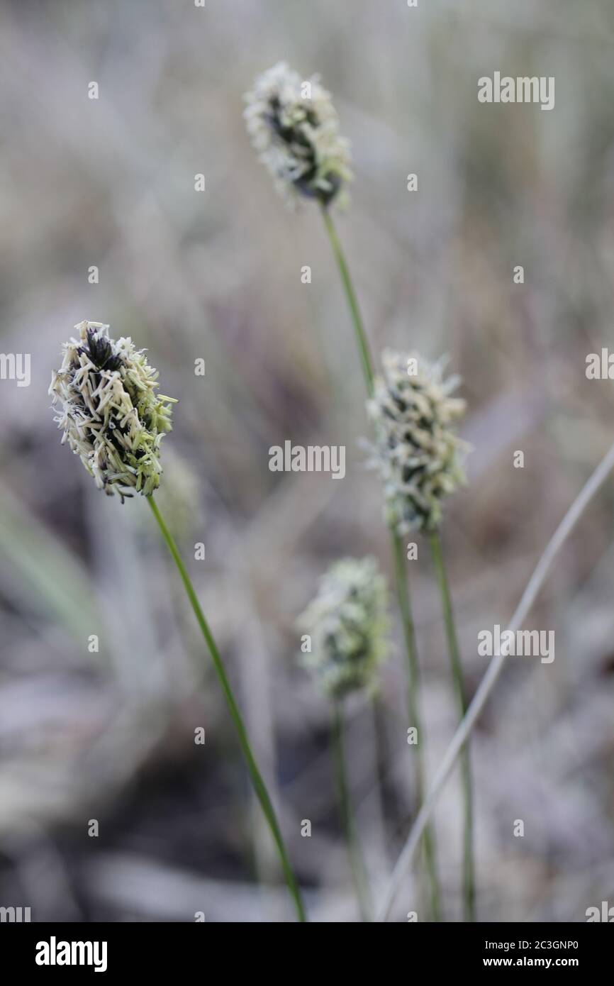 Sedge family hi-res stock photography and images - Alamy