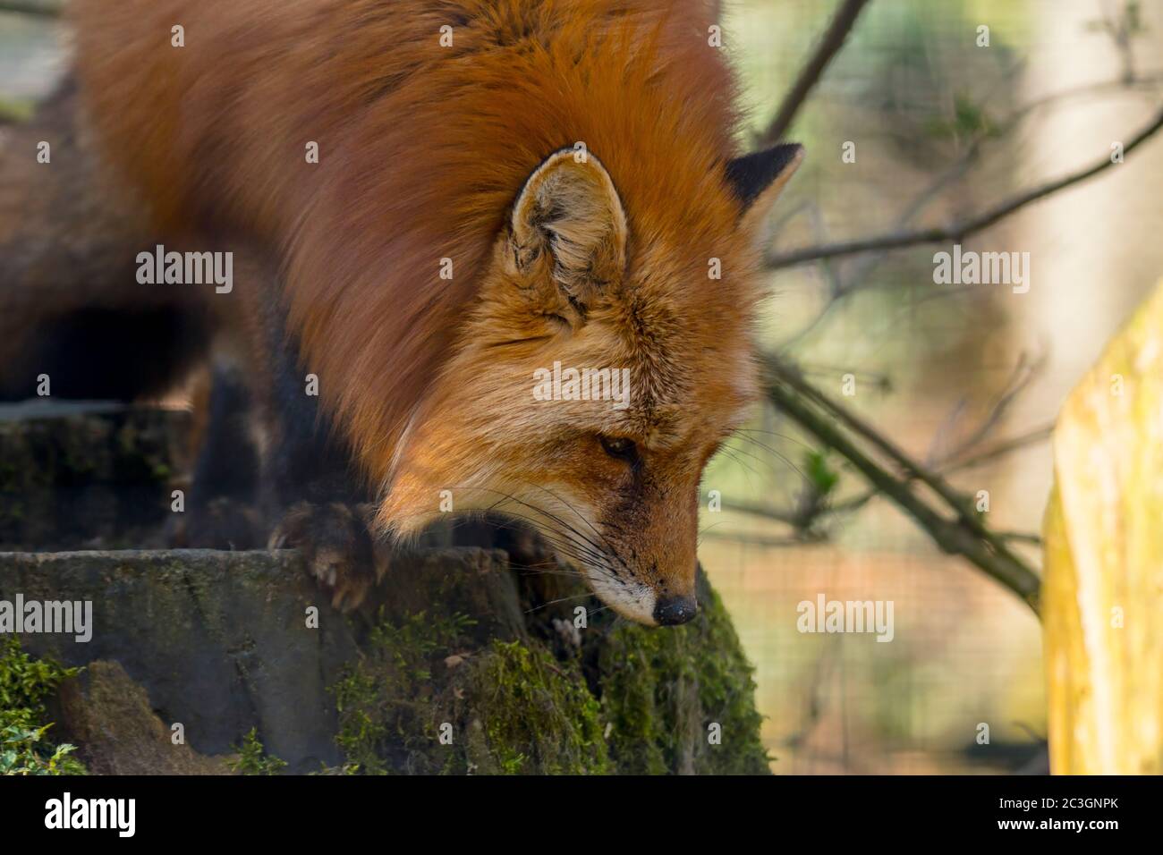 red fox hunting season in summer light Stock Photo - Alamy