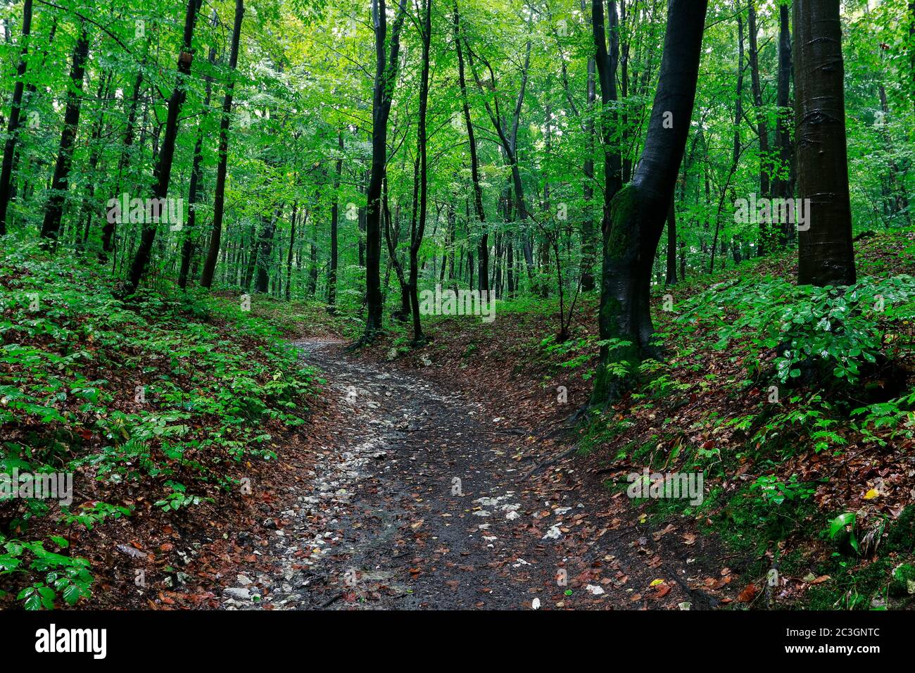 Rainy day in the forest. Summer season. Relax place Stock Photo - Alamy