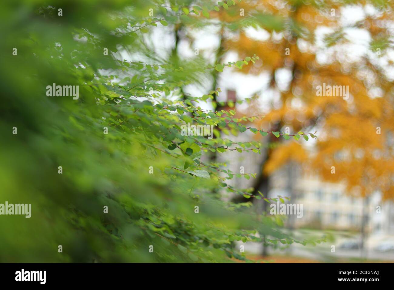 Breathtaking selective focus shot hi-res stock photography and images ...