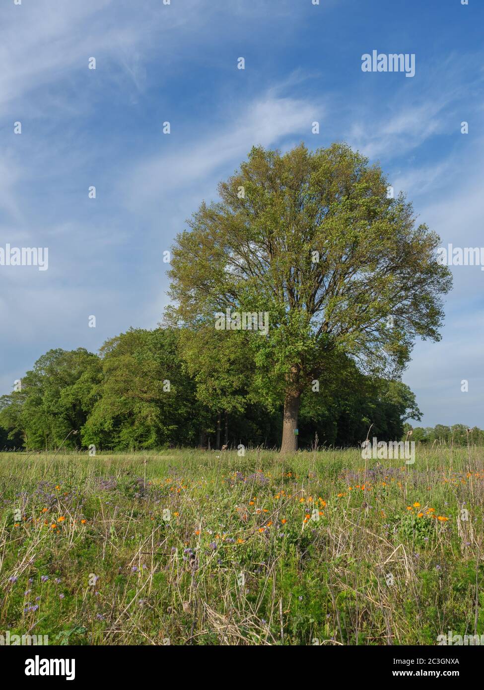 tree and meadow Stock Photo - Alamy