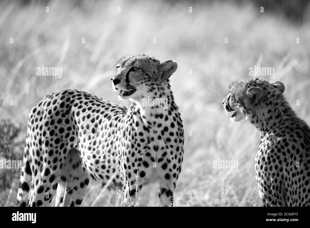 South africa partnership Black and White Stock Photos & Images - Alamy