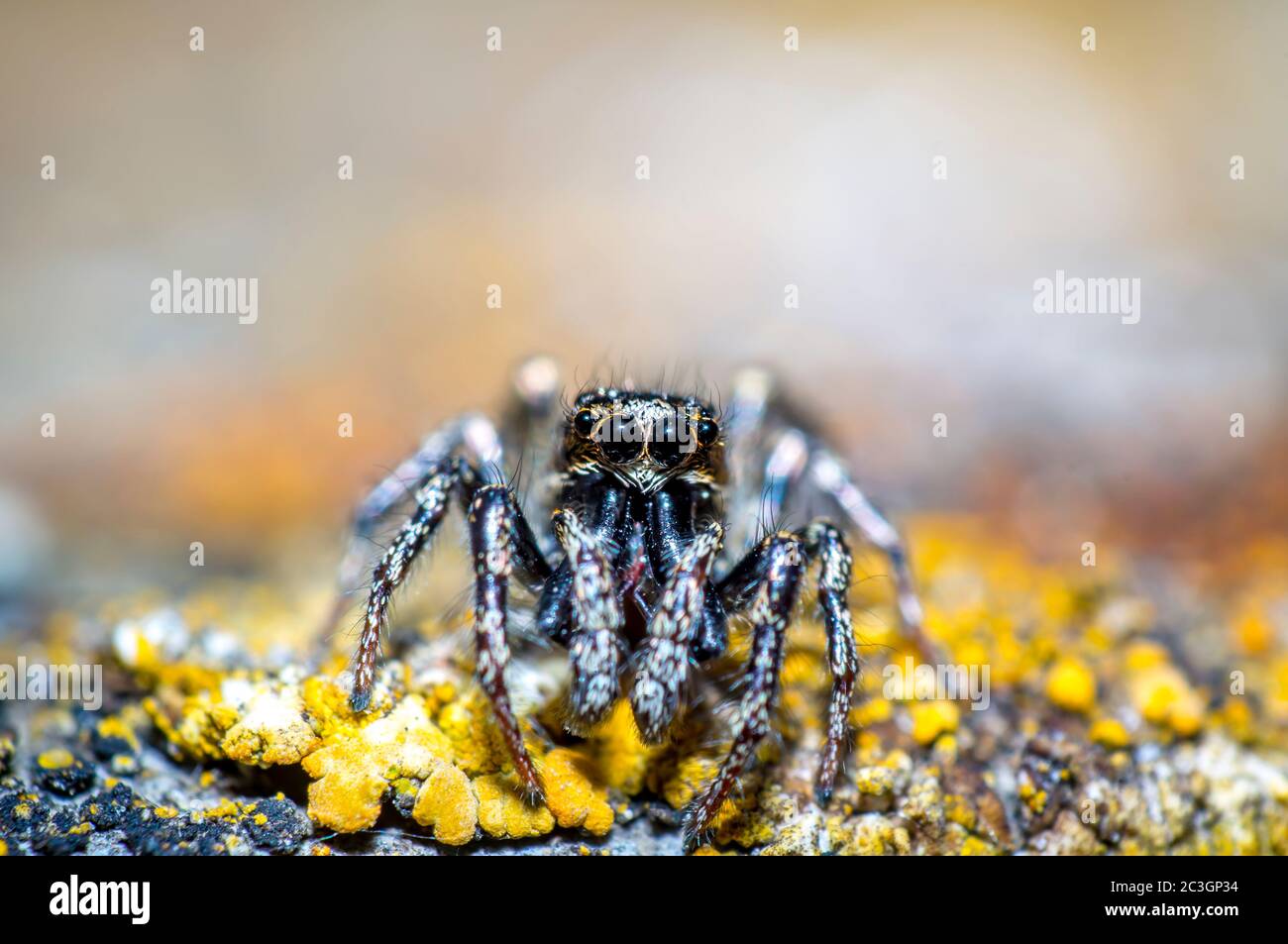 Zebra jumping spider hi-res stock photography and images - Alamy