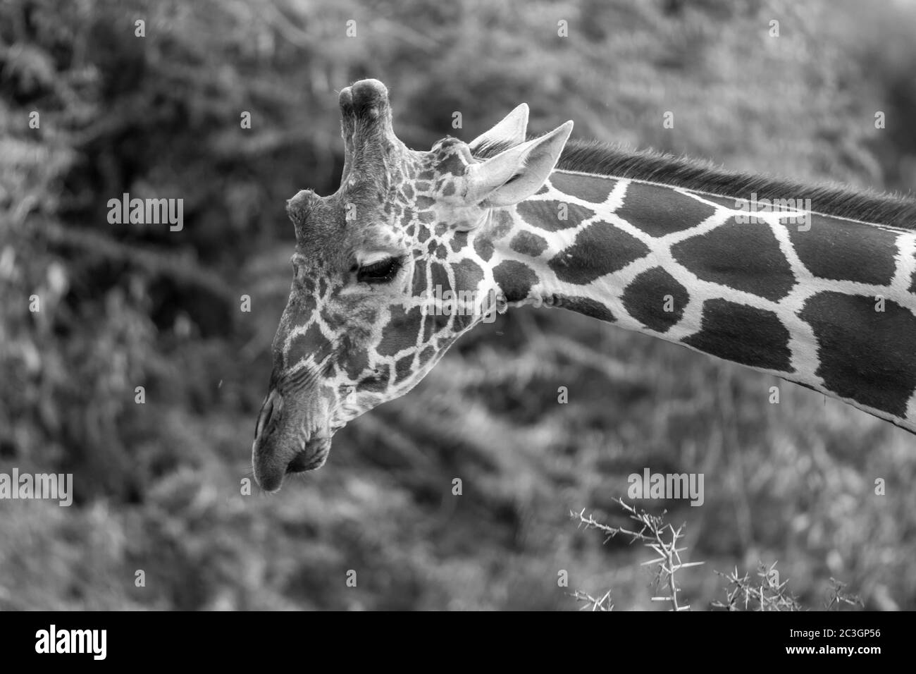 Giraffe portrait in black Black and White Stock Photos & Images - Alamy