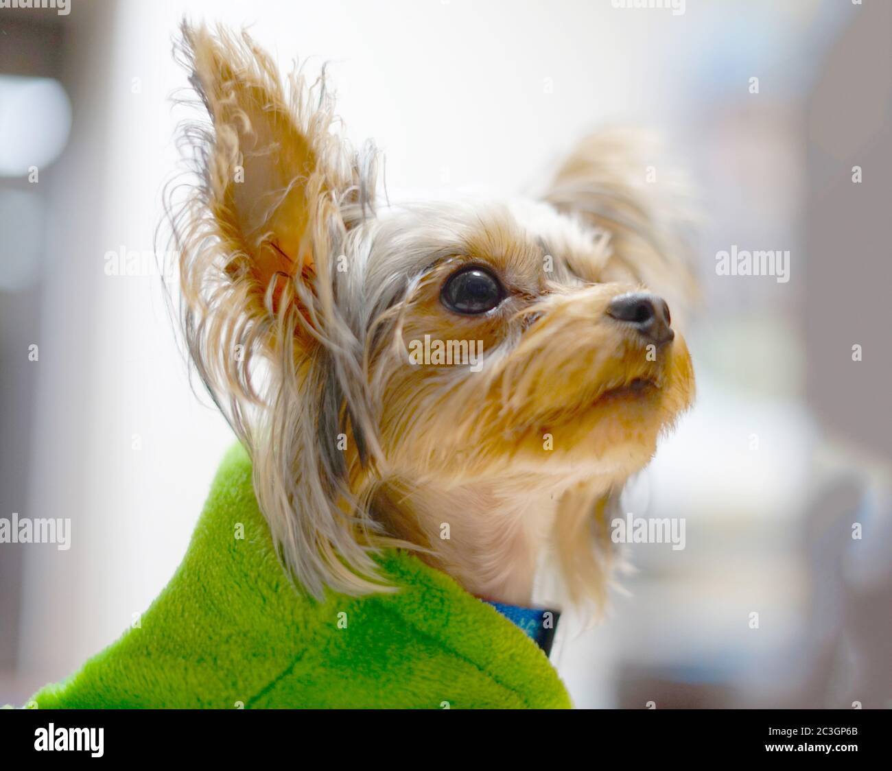Companion animals hi-res stock photography and images - Alamy