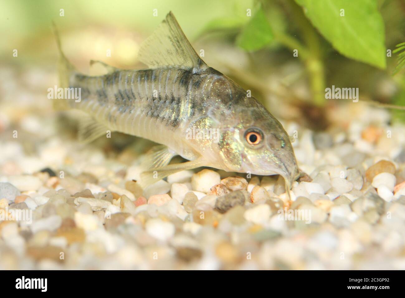 Marbled catfish (Corydoras paleatus Stock Photo - Alamy