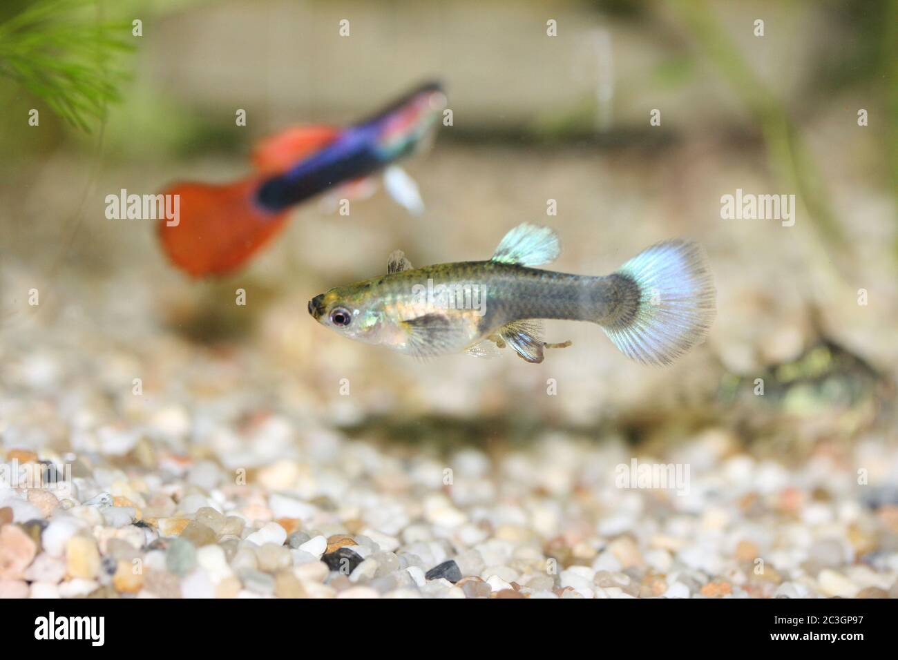 Guppy (Poecilia reticulata Stock Photo - Alamy