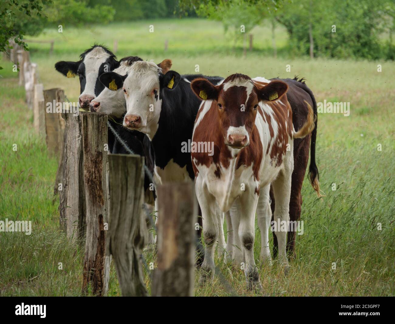 cows in germany Stock Photo - Alamy