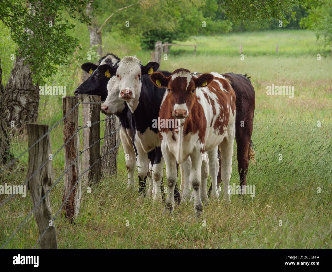 Many cows hi-res stock photography and images - Alamy