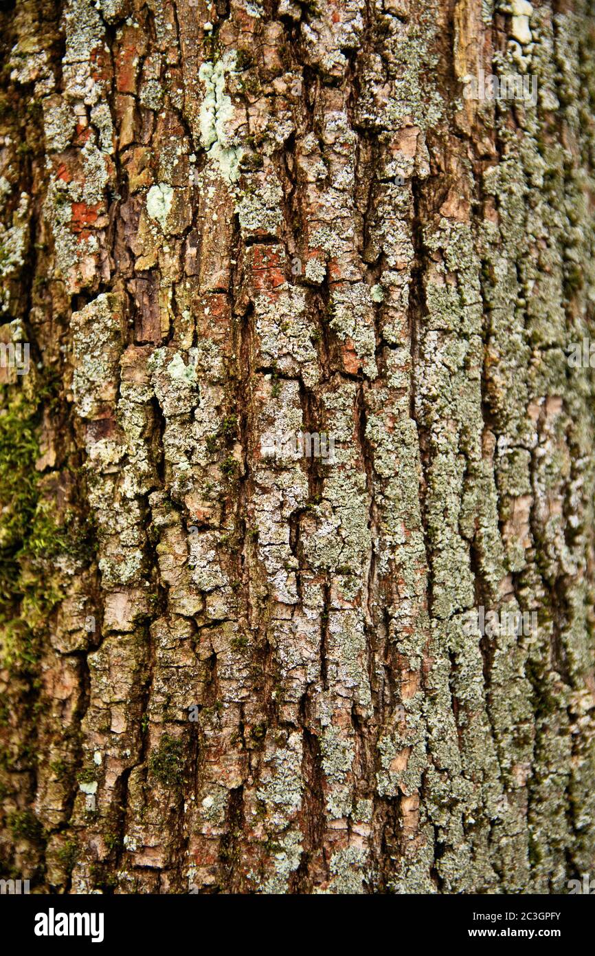 Tree bark texture. Natural wooden background. Background texture of ...