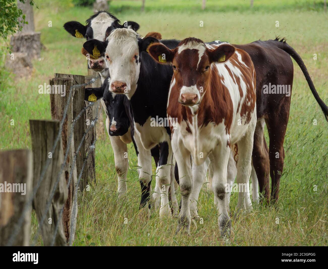 German cows hi-res stock photography and images - Alamy