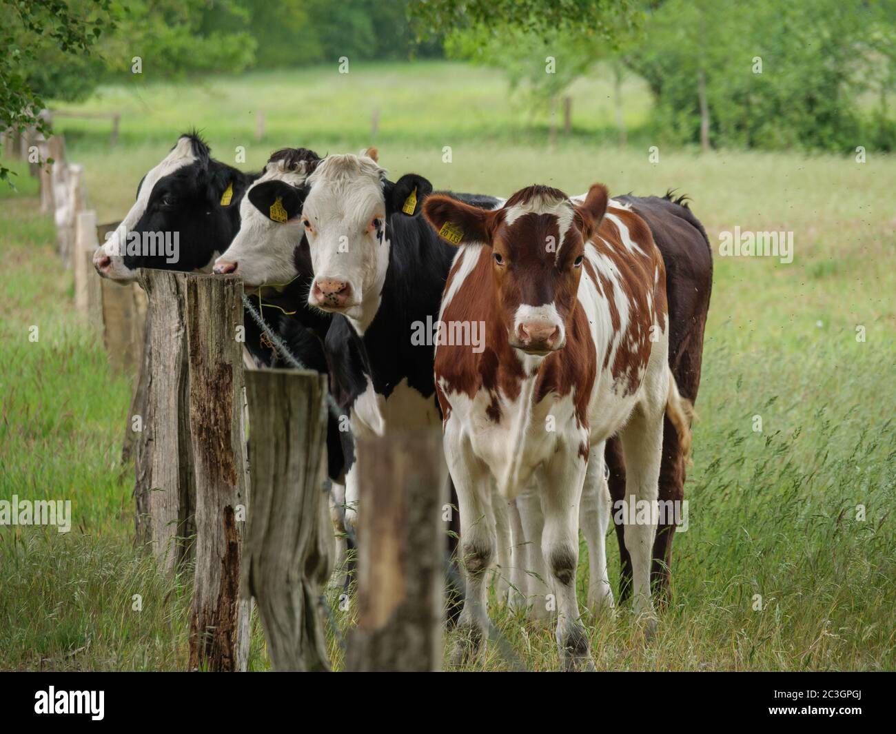 Cow spring germany hi-res stock photography and images - Alamy