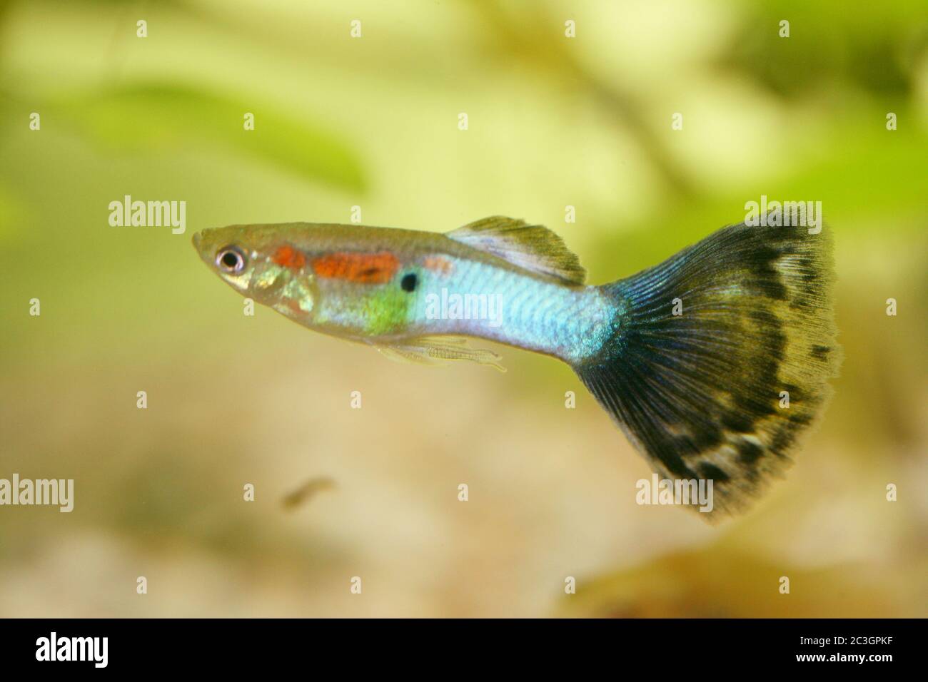Guppy, (Poecilia reticulata Stock Photo - Alamy