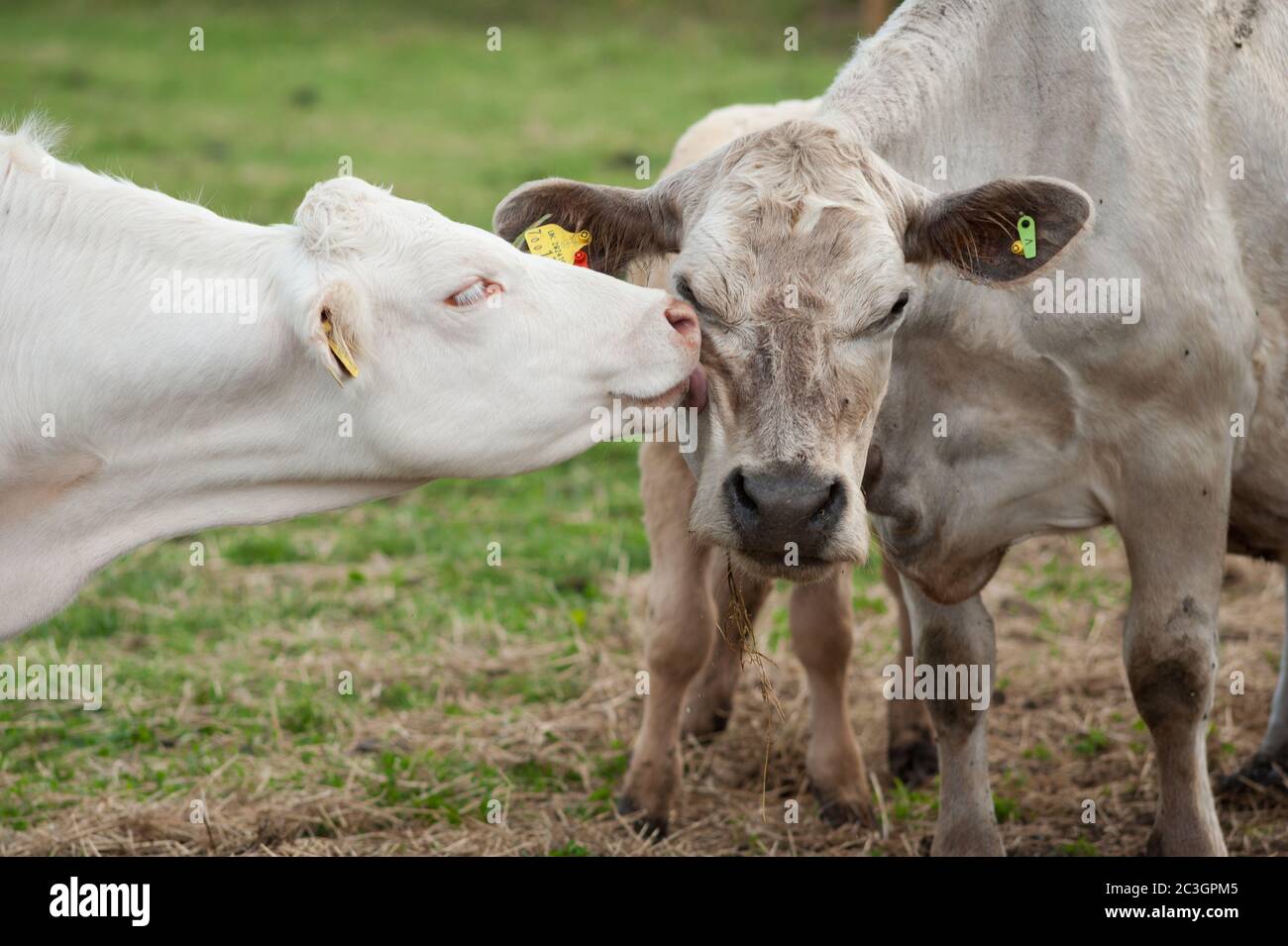 Young cow licking it's mother's face with affection Stock Photo - Alamy