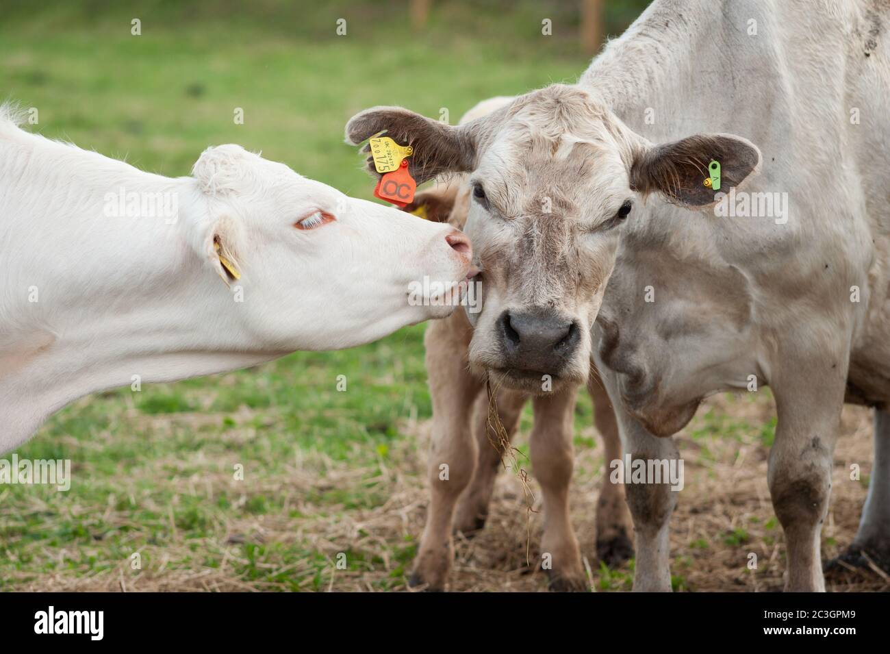 Young cow licking it's mother's face with affection Stock Photo - Alamy