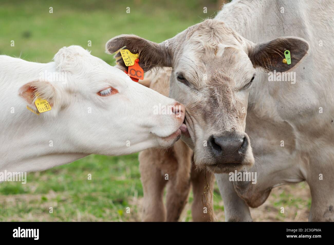 Young cow licking it's mother's face with affection Stock Photo - Alamy