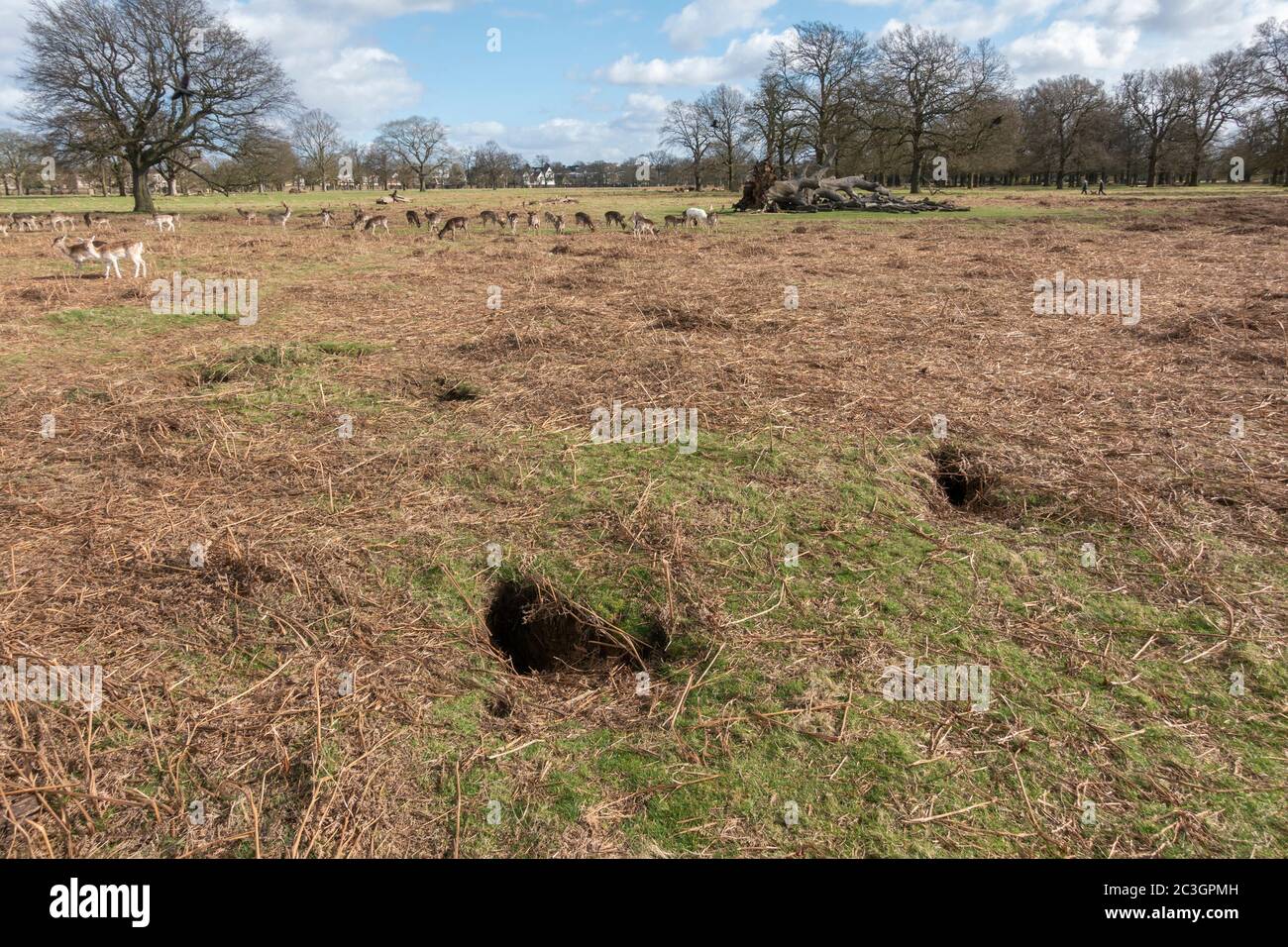 Rabbit holes uk hi-res stock photography and images - Alamy
