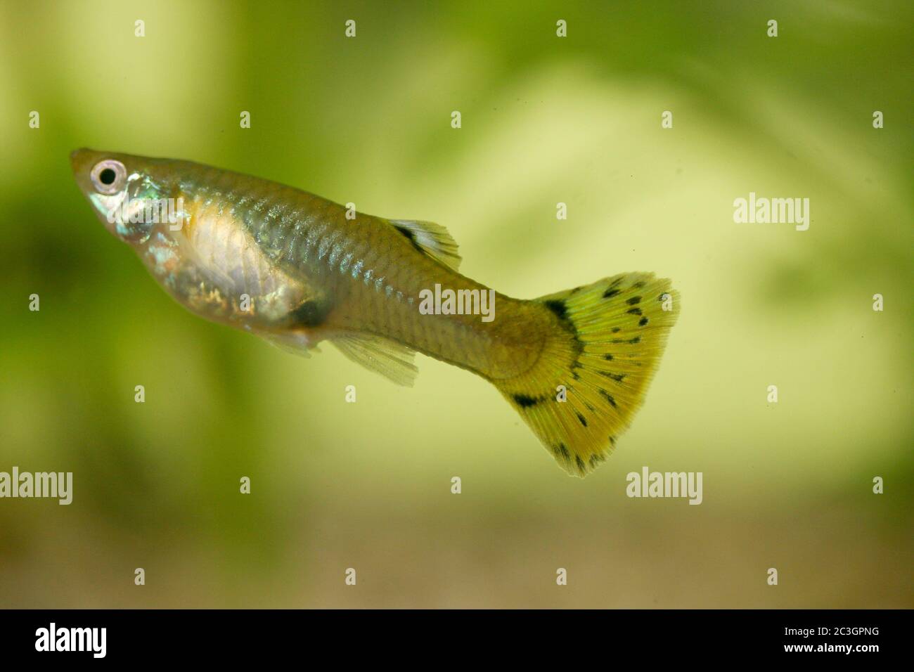 Guppy (Poecilia reticulata Stock Photo - Alamy