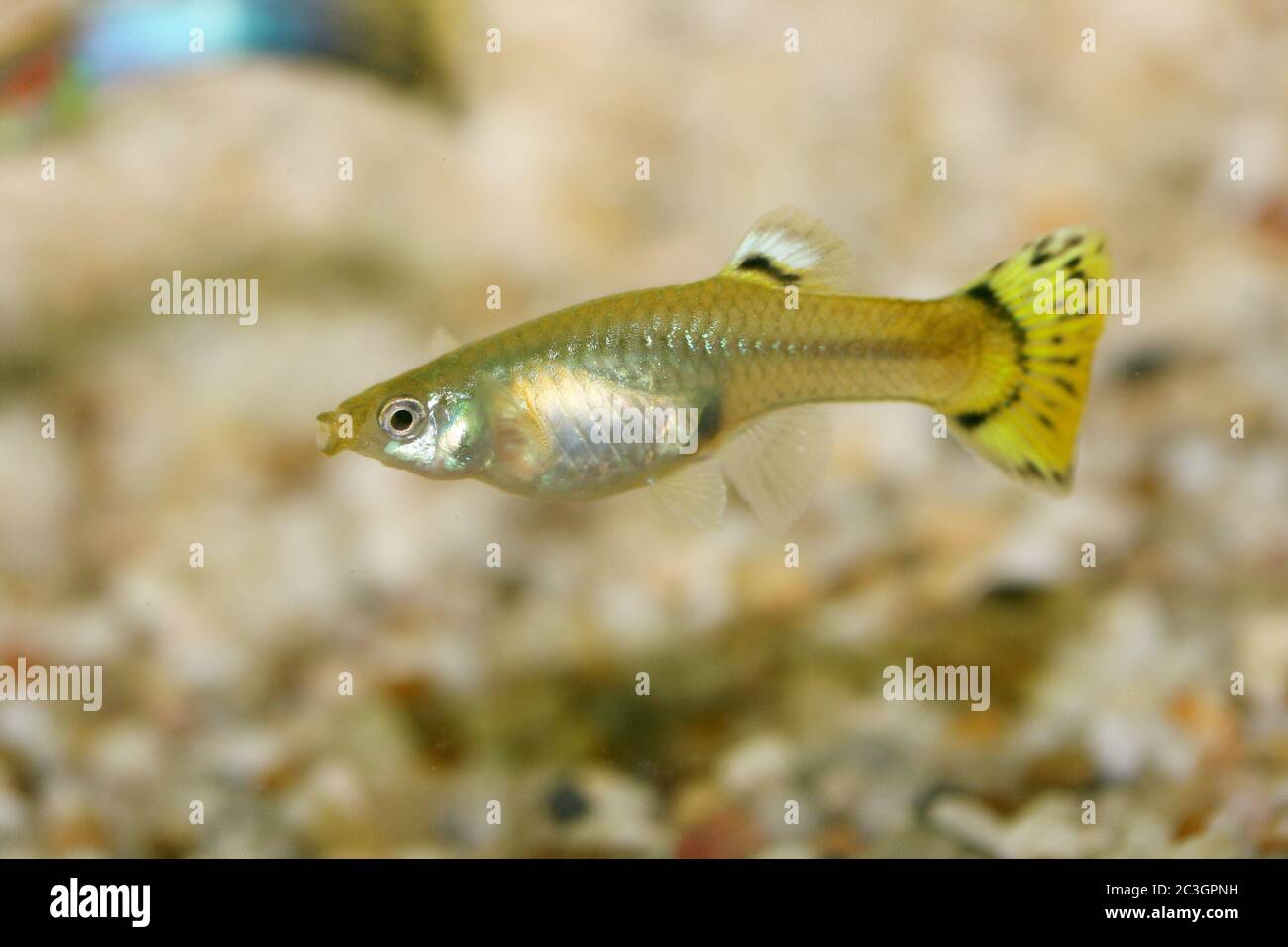 Guppy (Poecilia reticulata Stock Photo - Alamy