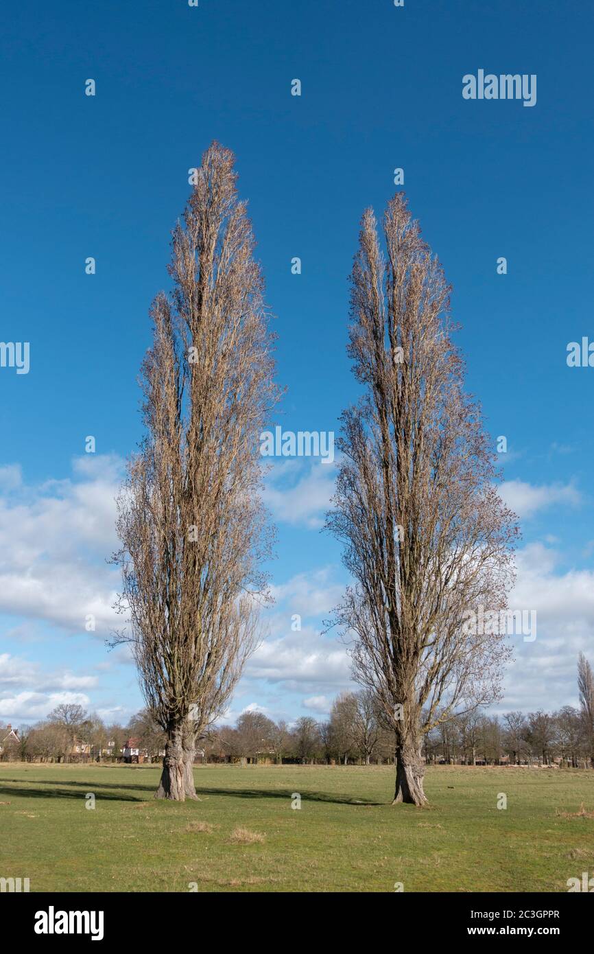 Lombardy poplar trees populus nigra hi-res stock photography and images ...