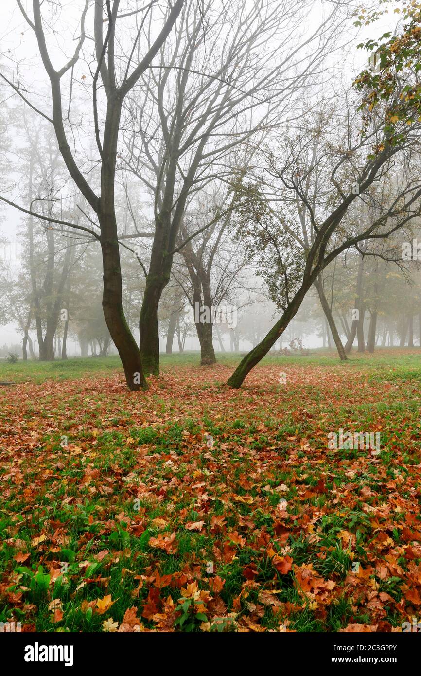 Misty autumn park, beautiful october morning. Beautiful landscape Stock ...