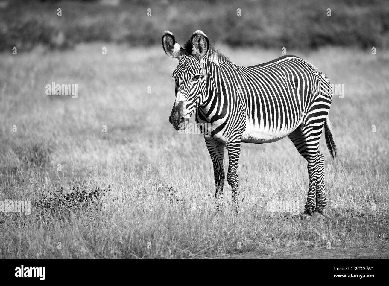 A grevy zebra in Samburu is standing in the grassland in the savannah ...