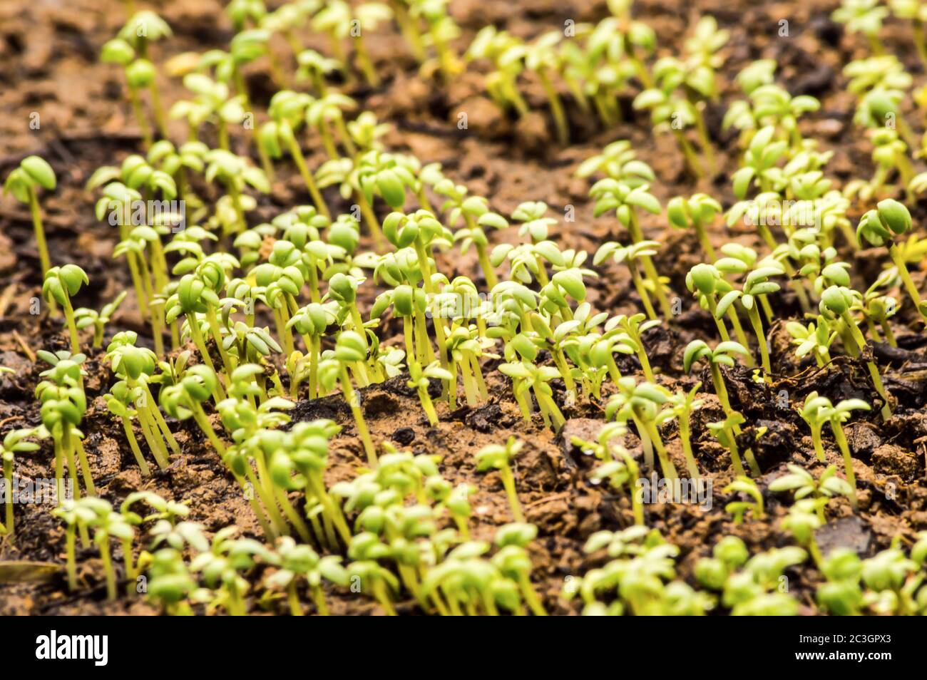 close-up of watercress in the ground Stock Photo - Alamy