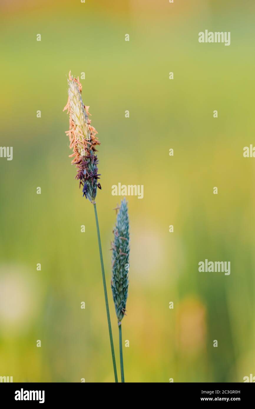spring grass on summer flowering meadow Stock Photo - Alamy