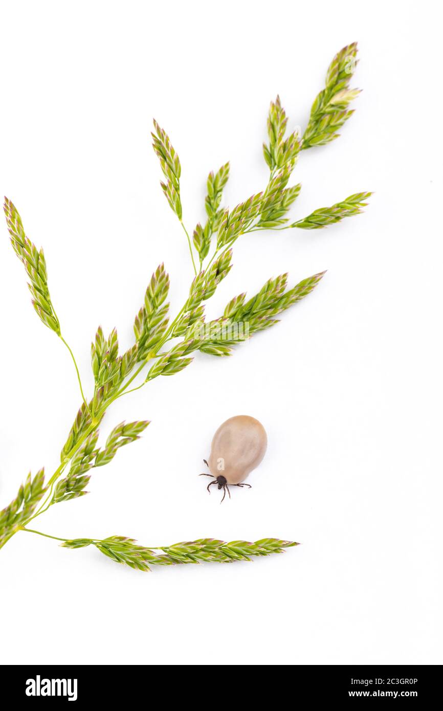Tick (Ixodes ricinus) isolated on white Stock Photo - Alamy