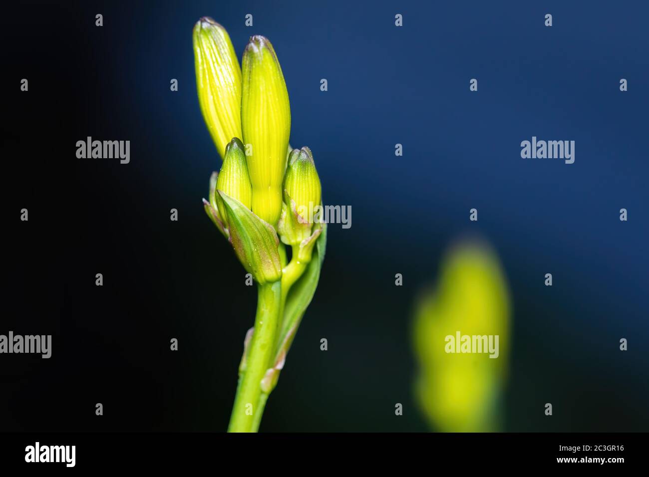 green flower bud on dark background Stock Photo - Alamy