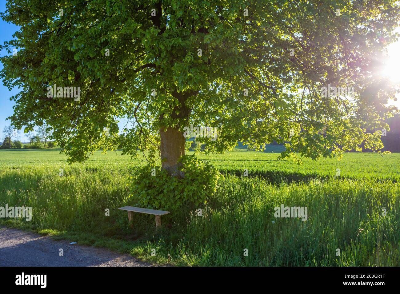 Beautiful bench under big hi-res stock photography and images - Alamy