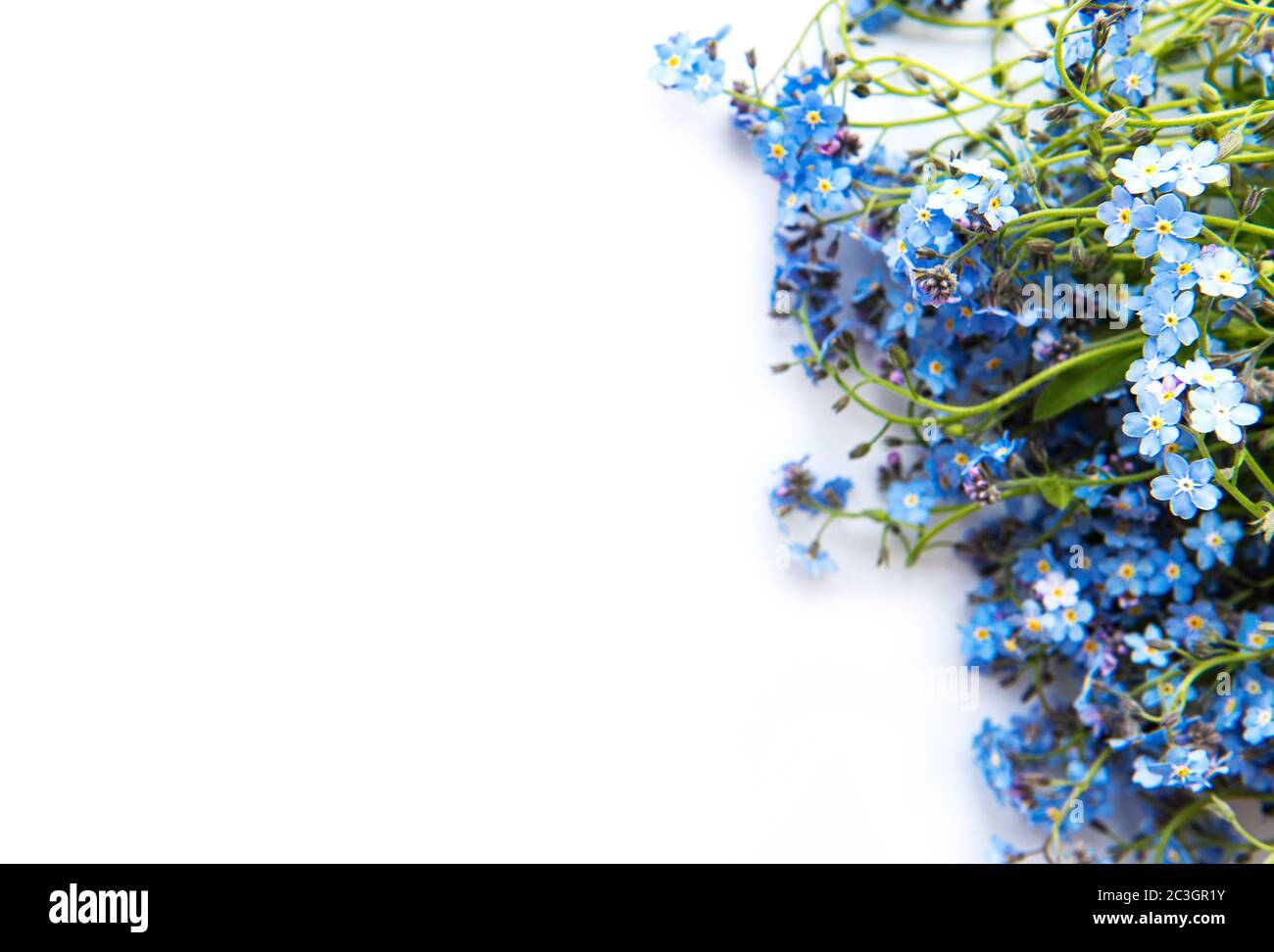 Forget-me-nots on white background with copy space. Romance concept ...