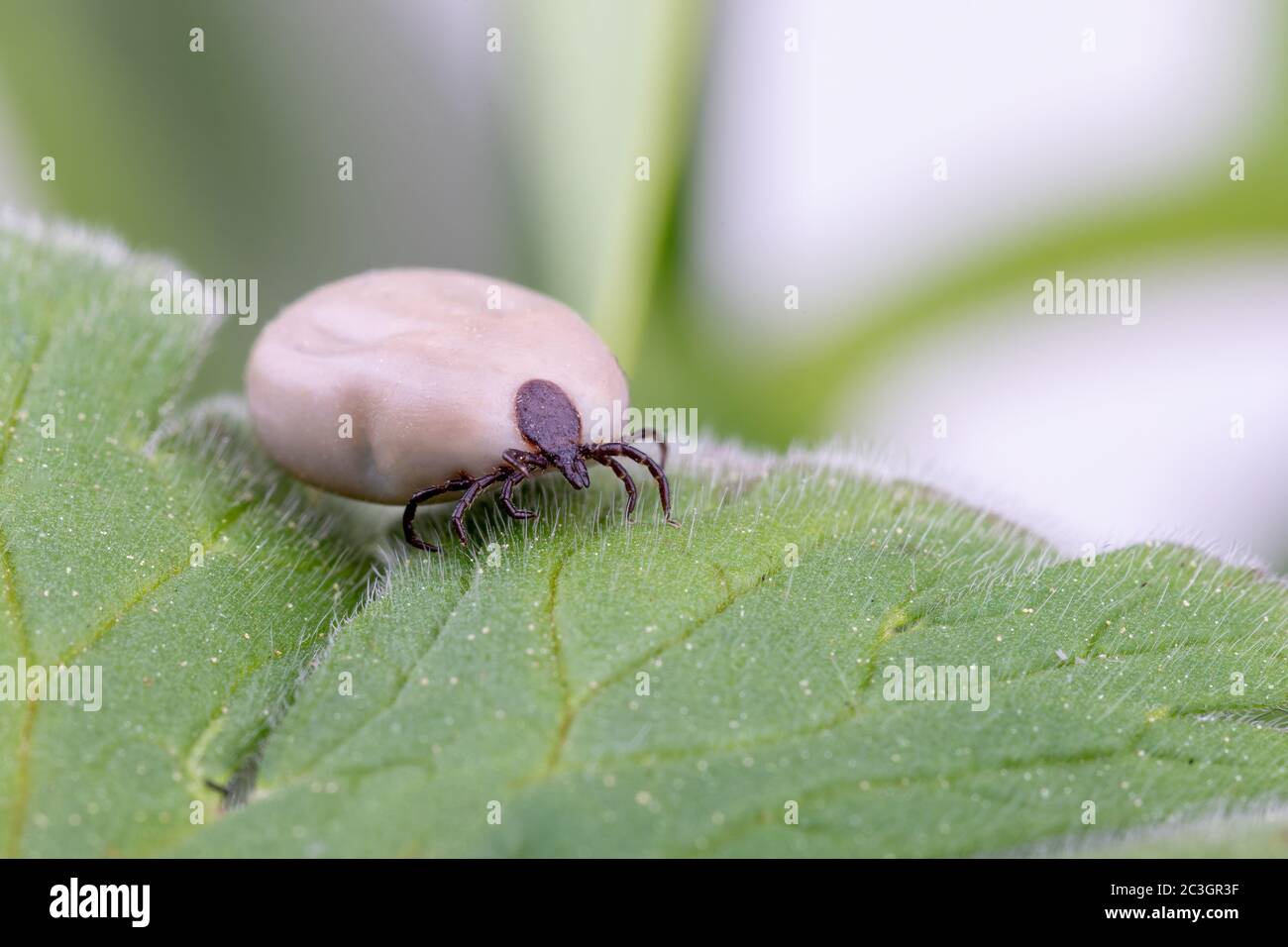 Tick (Ixodes ricinus) isolated on white Stock Photo - Alamy