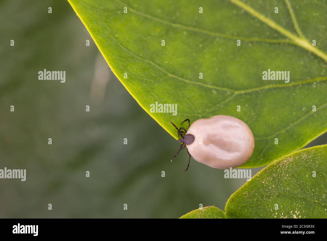 Tick (Ixodes ricinus) isolated on white Stock Photo - Alamy