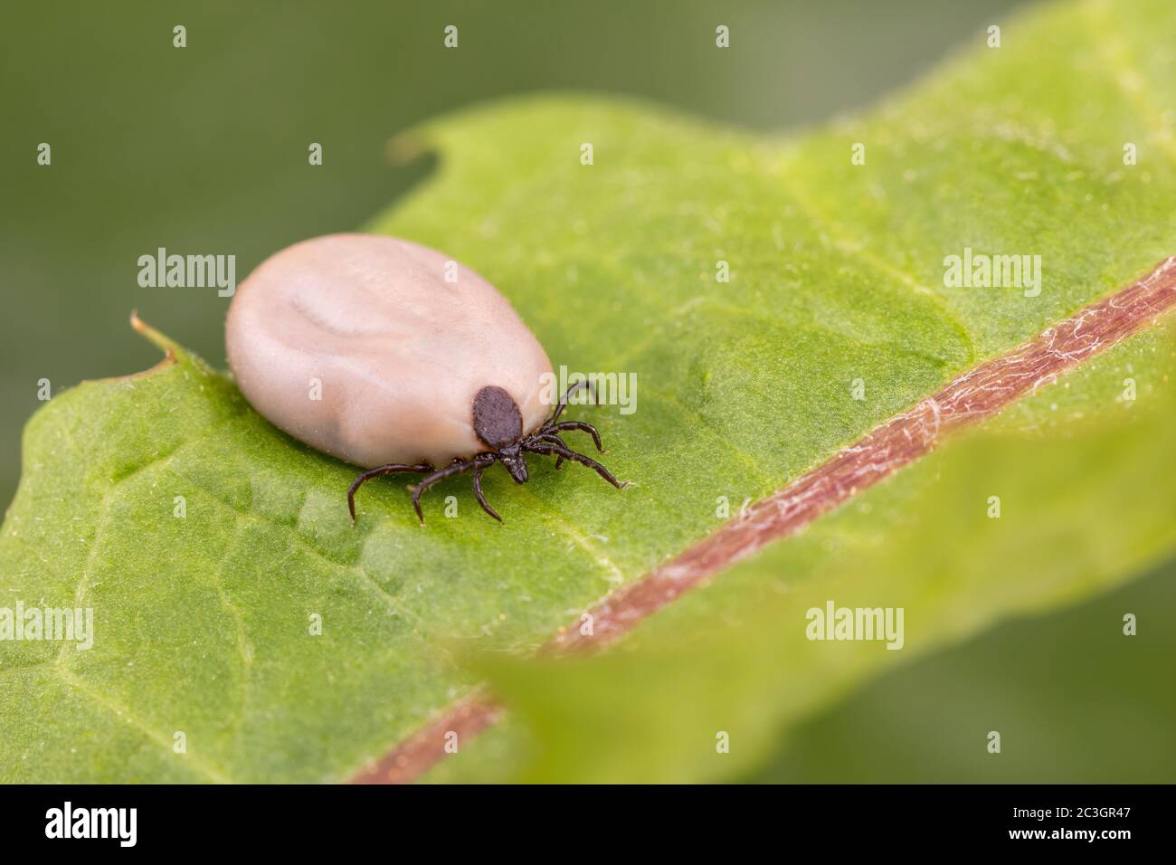 Tick (Ixodes ricinus) isolated on white Stock Photo - Alamy