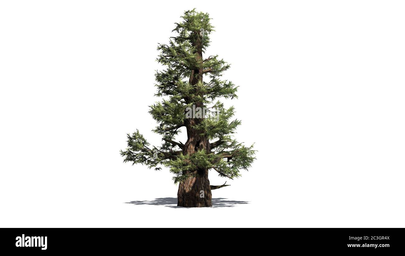 Western Juniper tree with shadow on the floor - isolated on a white ...