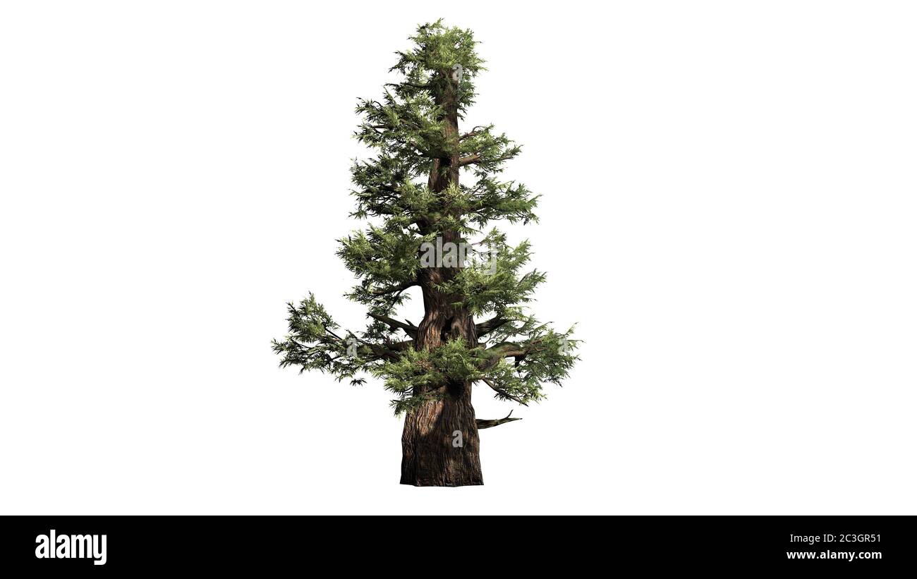 Botanical Illustration Juniper High Resolution Stock Photography and ...